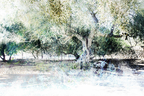 Olive Trees | Gill Storr Art