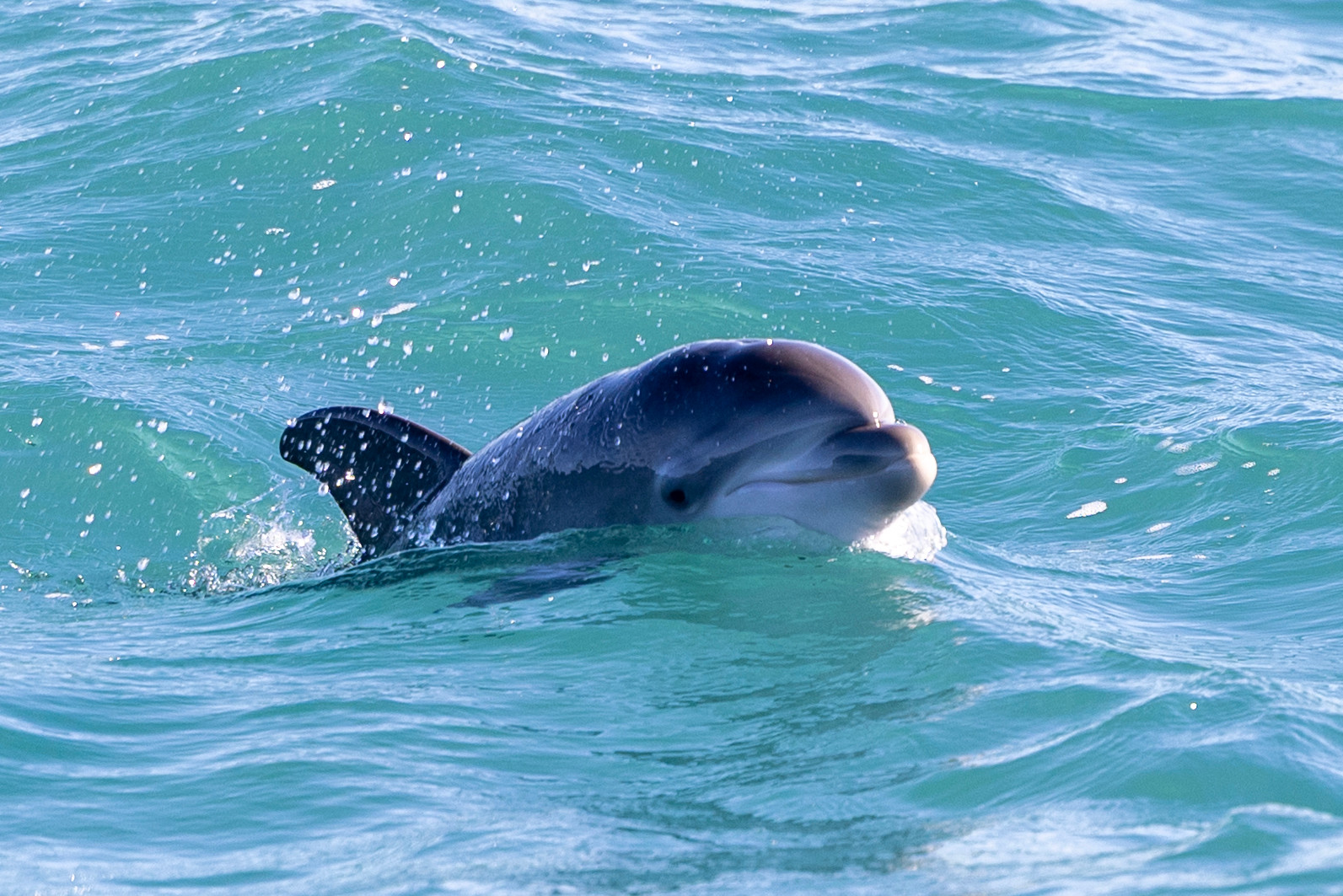 The record holder has done it again: Suki the dolphin was documented ...