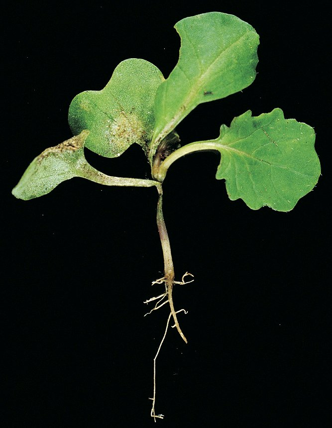 Validation and demonstration of decision-making tools for managing ...