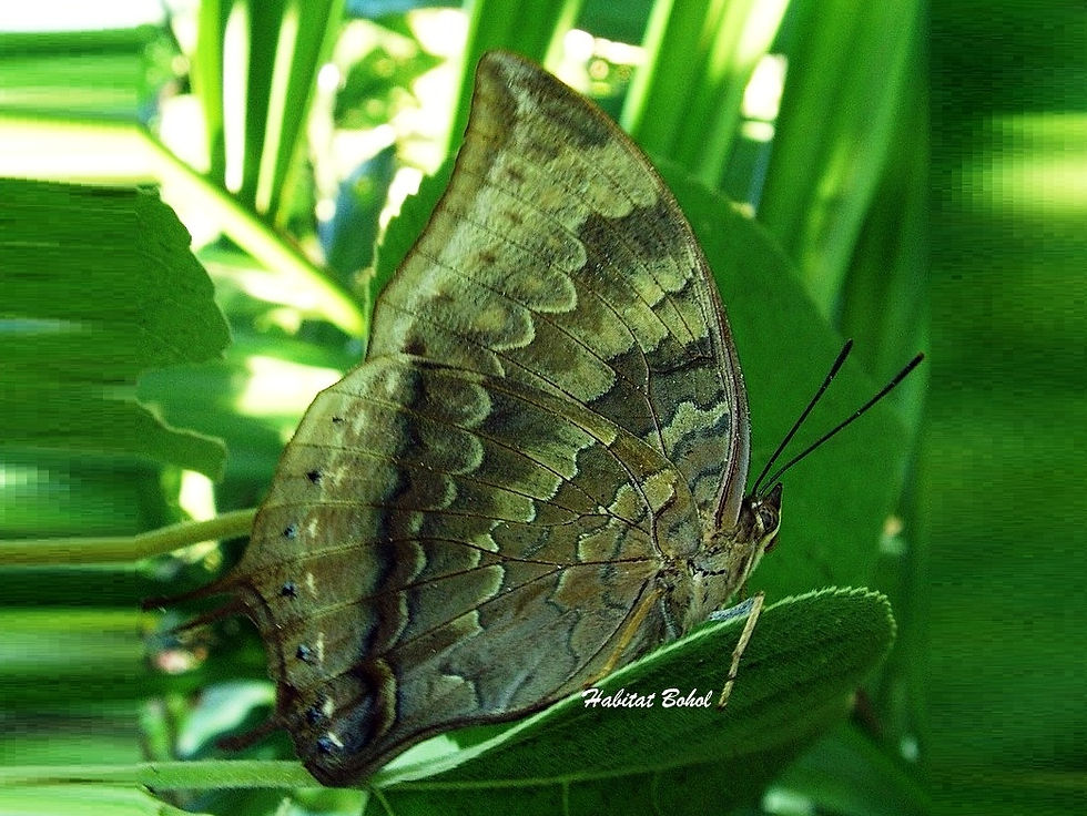 Charaxinae (Leafwings) | butterflies