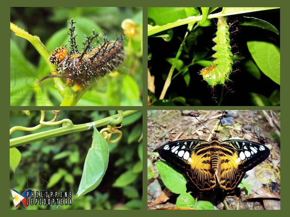 LIFE CYCLE | butterflies