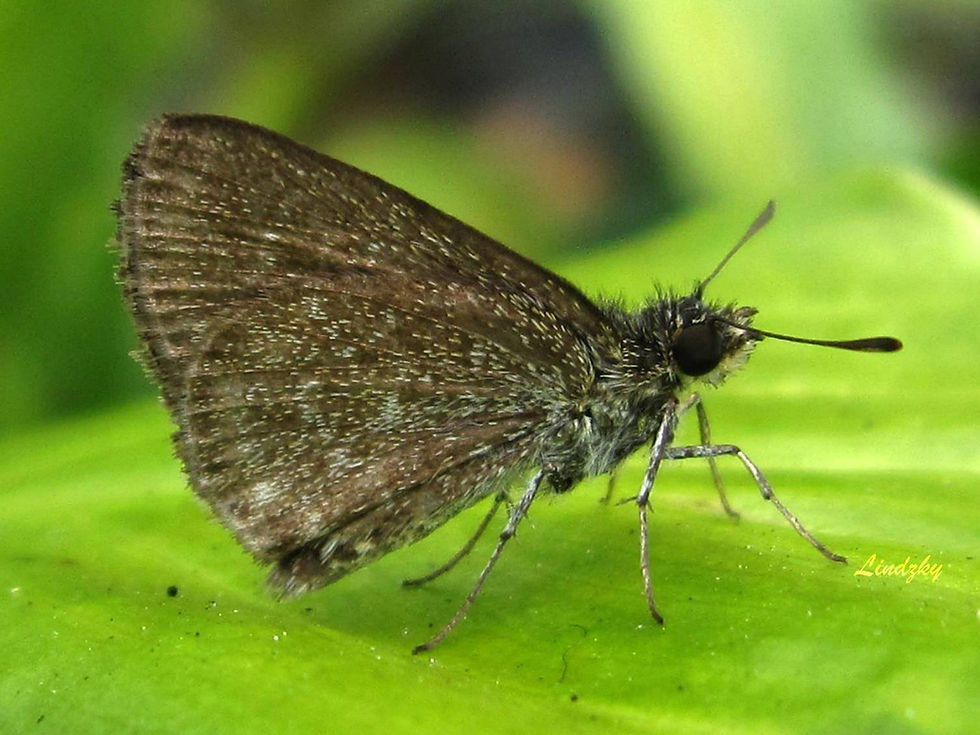 Butterflies in the Philippines