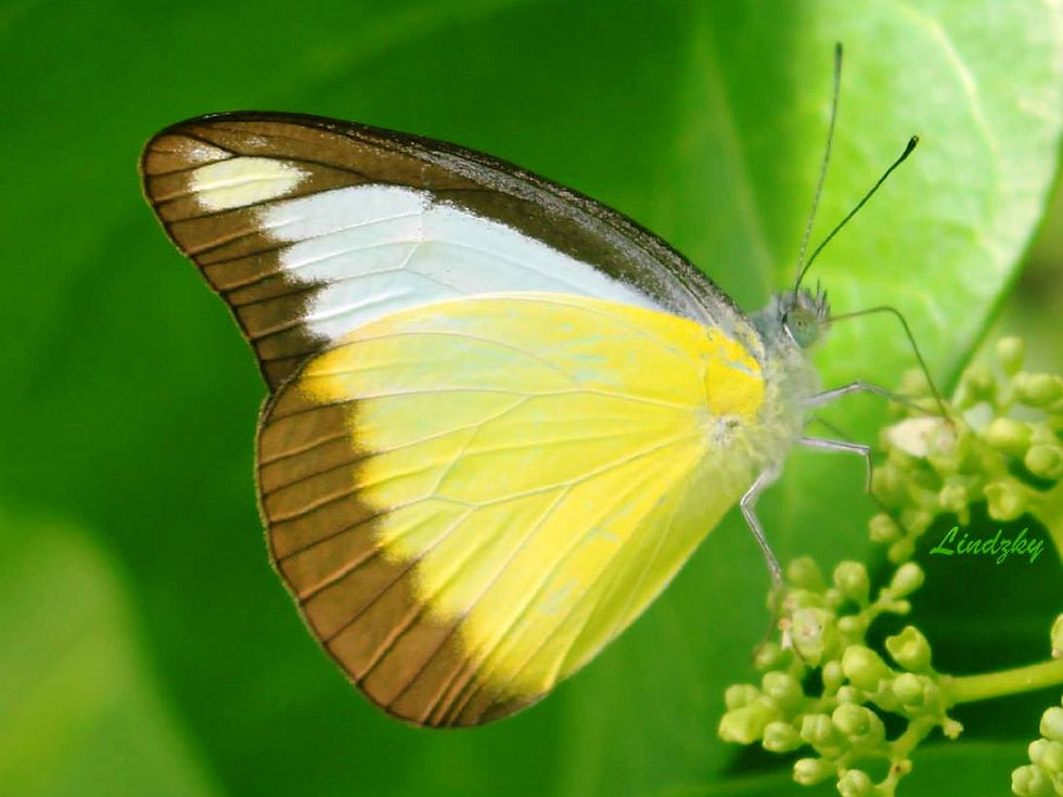 Butterflies in the Philippines