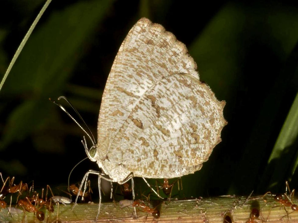 Butterflies in the Philippines