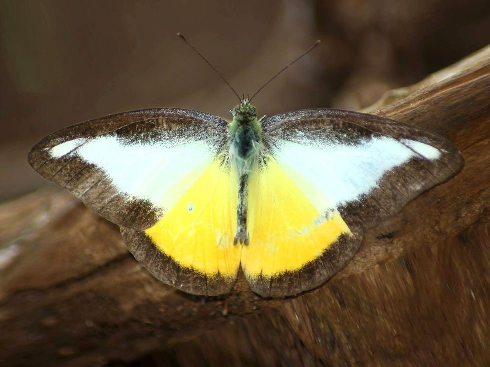 Butterflies in the Philippines