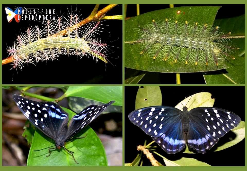 LIFE CYCLE | butterflies