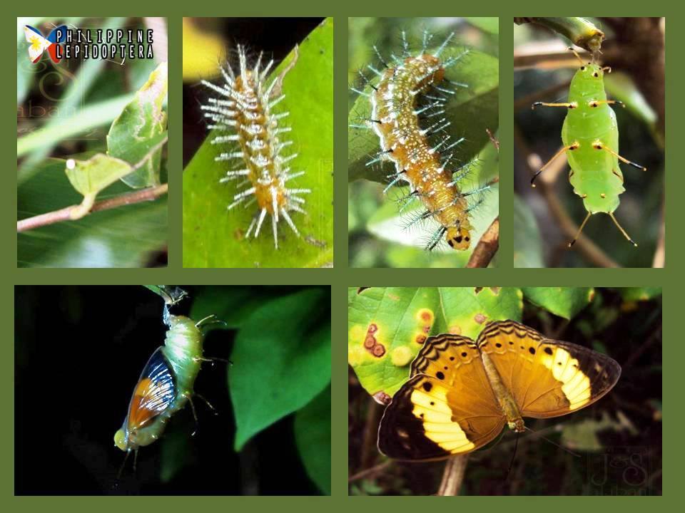 LIFE CYCLE | butterflies