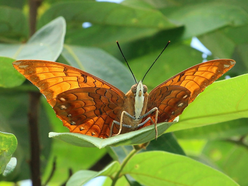 Charaxinae (Leafwings) | butterflies