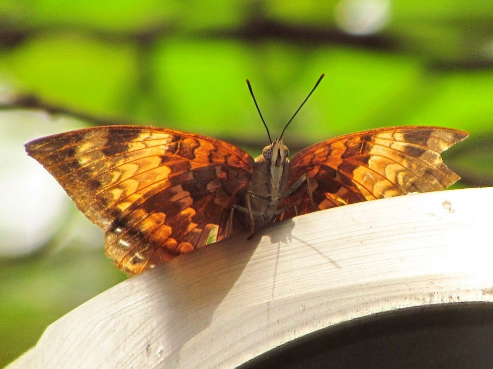 Charaxinae (Leafwings) | butterflies