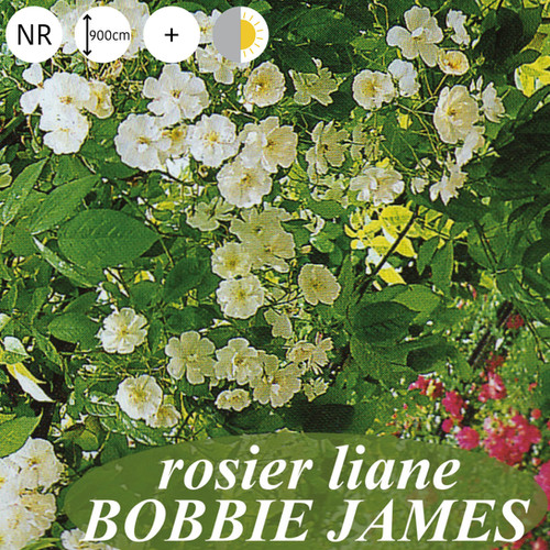 Bobbie James | Roses De Charme