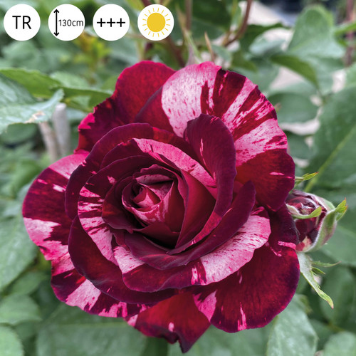 New Imagine® | Roses De Charme