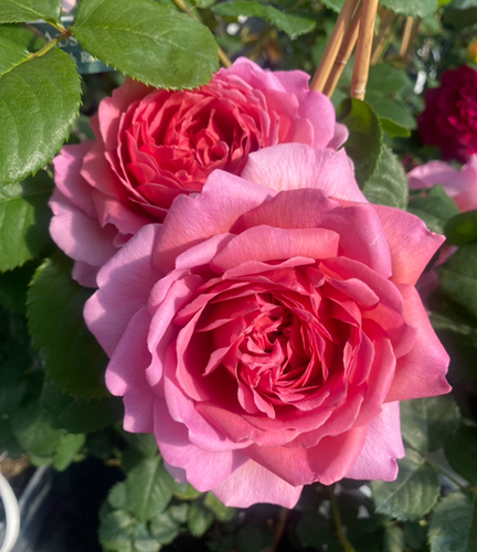 Princess Alexandra of Kent ®️ | Roses De Charme