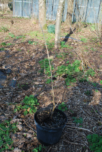 Zwarte bes - Cassis 'Black Reward' - Ribes Nigrum (Z5 - 12) (15) - BIO ...