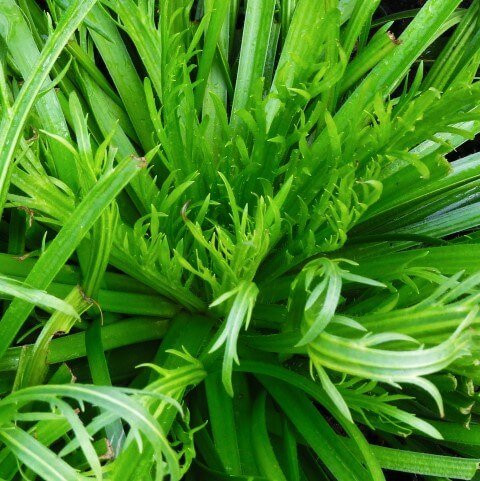 Weegbree, hertshoorn - Plantago coronopus 'Minutina' | De Eetbare Bostuin