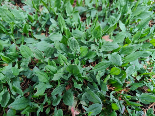 Zuring 'Schapenzuring' - Rumex acetosella - BIO | De Eetbare Bostuin