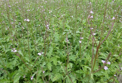 IJzerhard - Verbena officinalis - BIO | De Eetbare Bostuin