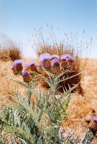 Kardoen - Cynara cardunculus -BIO | De Eetbare Bostuin