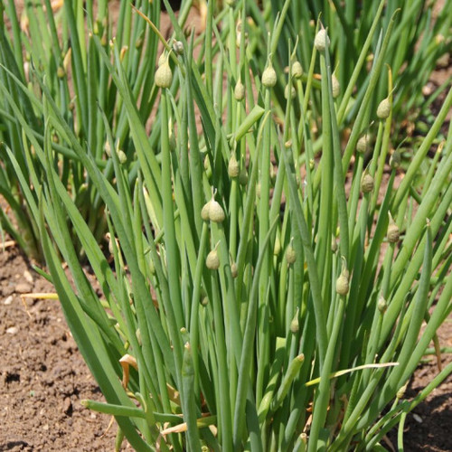 Bieslook 'grove bieslook' - Allium fistulosum - BIO | De Eetbare Bostuin