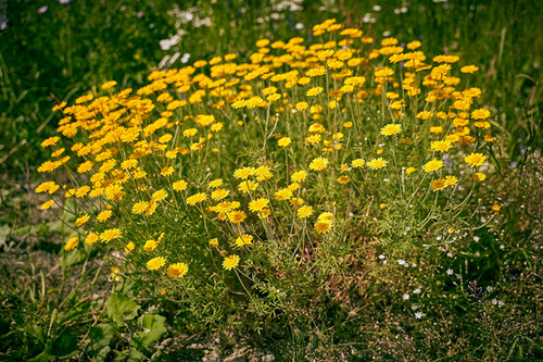 Kamille 'verfkamille' - Anthemis tinctoria - BIO | De Eetbare Bostuin