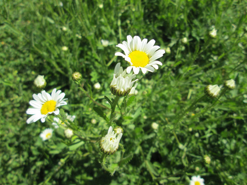 Magriet 'gewone magriet' - Leucanthemum vulgare - BIO | De Eetbare Bostuin