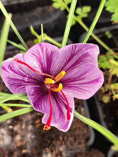 Krokus 'Saffraankrokus' - Crocus sativus - BIO | De Eetbare Bostuin