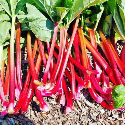 Rabarber 'Victoria' - Rheum rhabarbarum - BIO | De Eetbare Bostuin