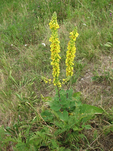 Toorts 'zwarte toorts' - Verbascum nigrum - BIO | De Eetbare Bostuin