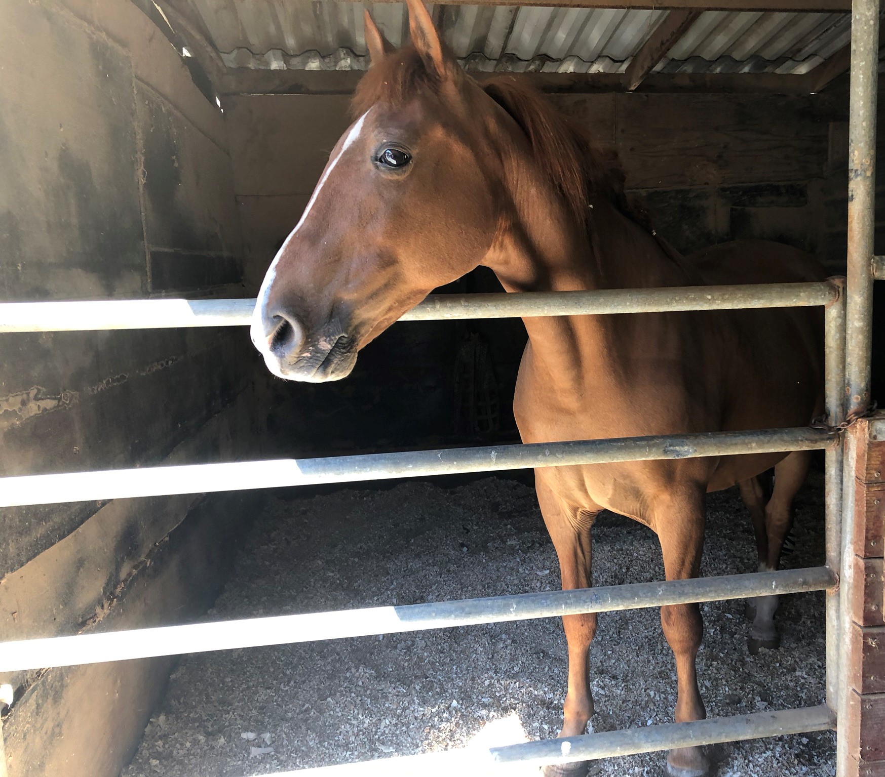Horse Boarding | Franklin Canyon Stables | Martinez CA