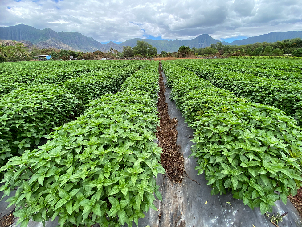 TENG DA, INC. | Basil & Herb Farm In Hawaii |Sweet Basil | Thai Basil ...