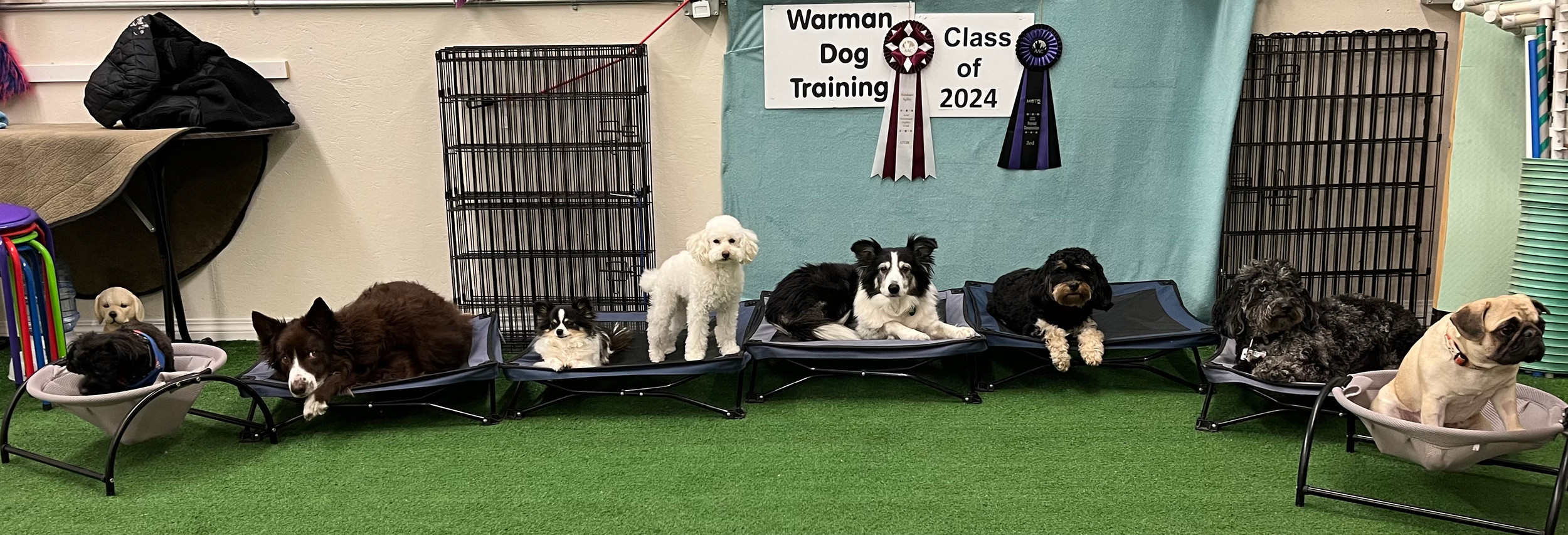 Dog Training Saskatoon, Warman & Areas