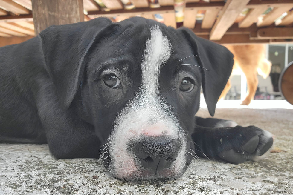 Dog Rescue | FLUFF Animal Rescue | Florida