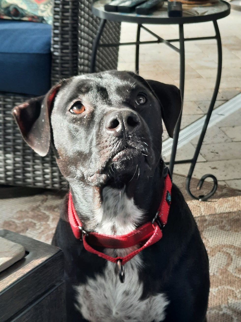 Dog Rescue | FLUFF Animal Rescue | Florida