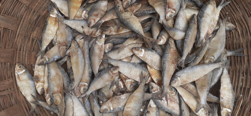 Mati dry fish | Machhawala