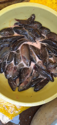 Koi fish | Machhawala