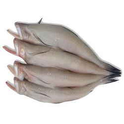 Lotte fish | Machhawala