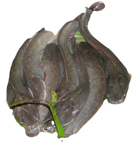 Manguri(Magur) fish | Machhawala