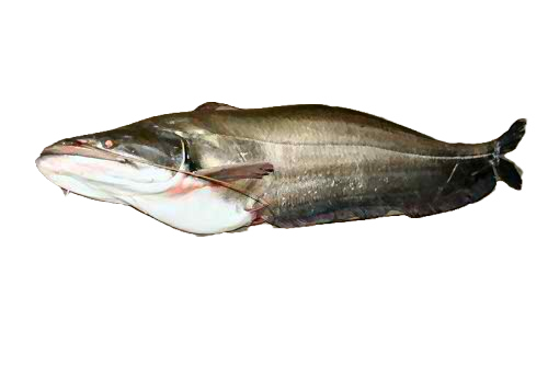 Padhina/bowal | Machhawala