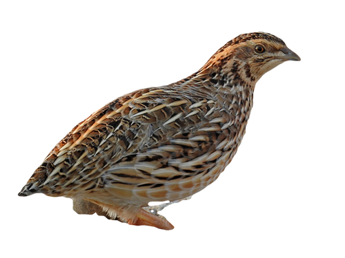 Bater birds (quail) | Machhawala