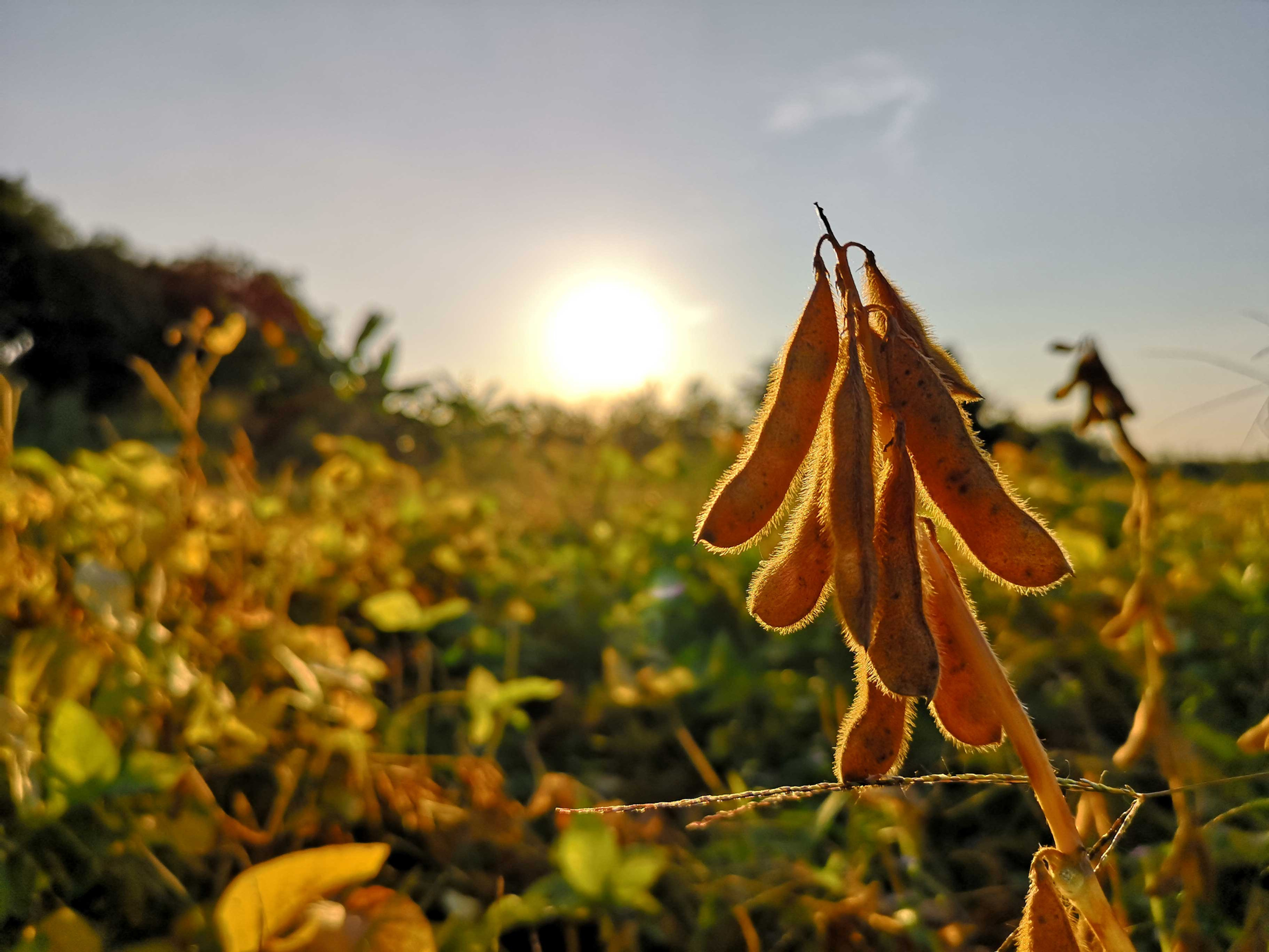 Choose Your Crop | Visjon Biologics