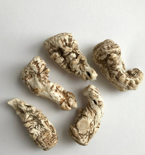 Lucky Hand Root -Angelica Root | MLD