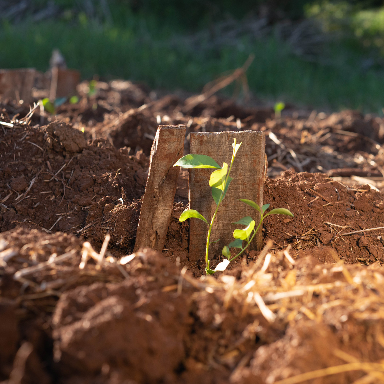 Nuestras Marcas | Fidel Foods Organic