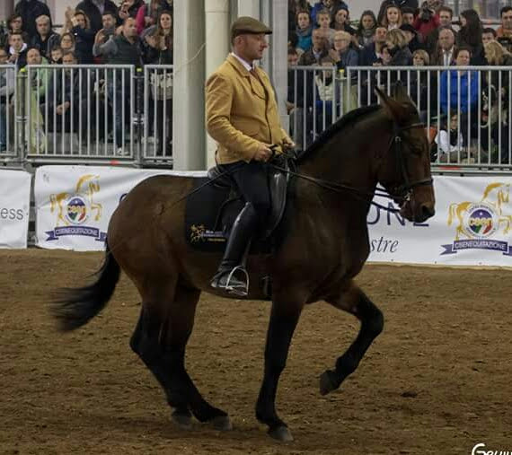 Interview with an Italian dressage mule rider: Enrico Maria Scolari
