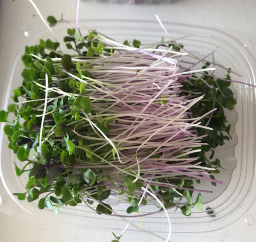 Mild Mix | Vista Microgreens