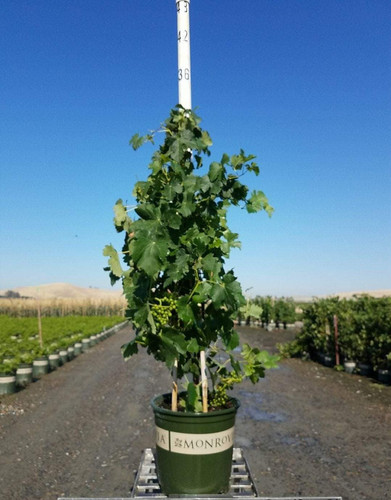 Merlot Grape - Vitis vinifera 'Merlot' - 1 Plants - 2 Feet Fall - Ship ...