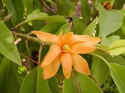 Gold champaca - 2 to 3 feet tall ship in 3Gal pot | mimosa