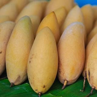 Nam Doc Mai Mango Tree - Thai Mango - 1 to 2 Feet Tall - Ship in 3 Gal ...