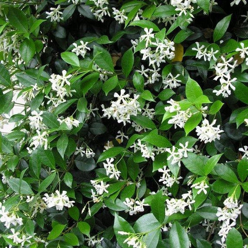 Star Jasmine - Trachelospermum jasminoides - 1 Plant - 1 to 2 Feet Tall ...