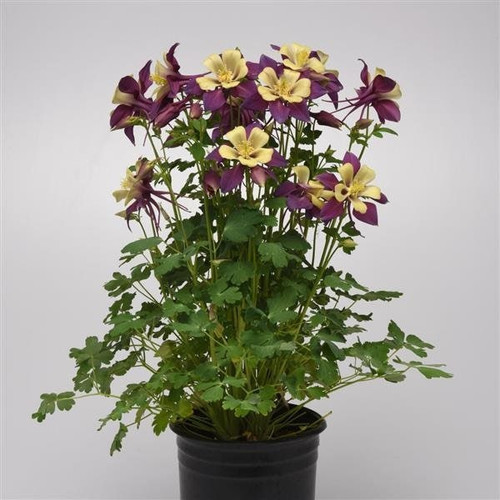 Columbine aquilegia 'Early Bird Purple & Yellow' 1 live plant ship in 6 ...