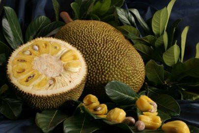 Jak Fruit - 2 to 3 Feet Tall - Ship in 3 Gal Pot | mimosa