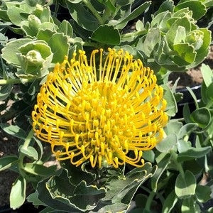 Leucospermum cordifolium ‘high gold’ 1 live plant | mimosa